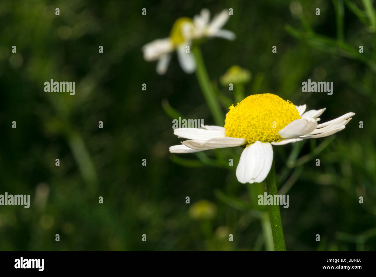 Isolated daisy in a meadow hi-res stock photography and images - Alamy