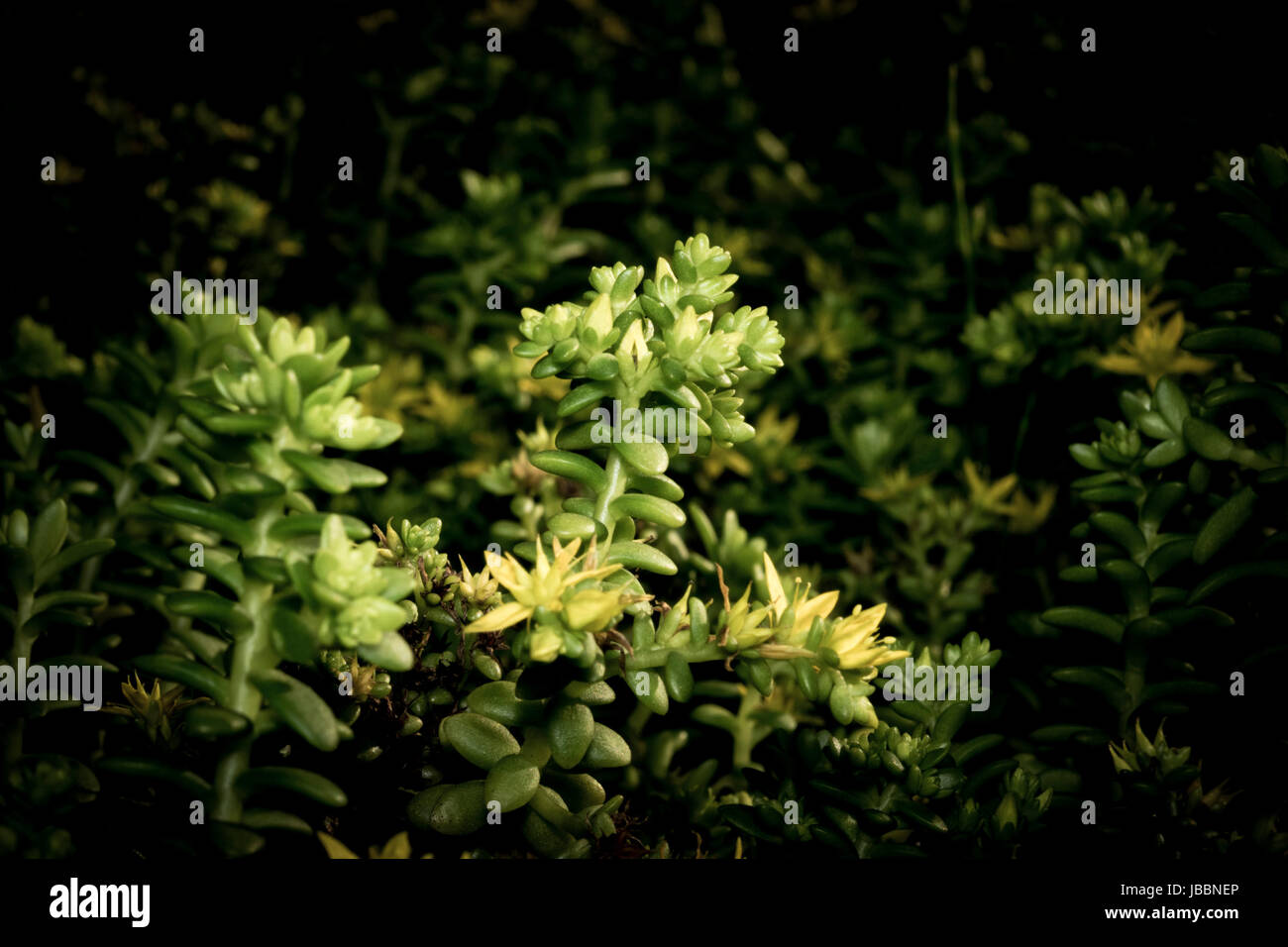 Green bush leaf in detail hi-res stock photography and images - Alamy