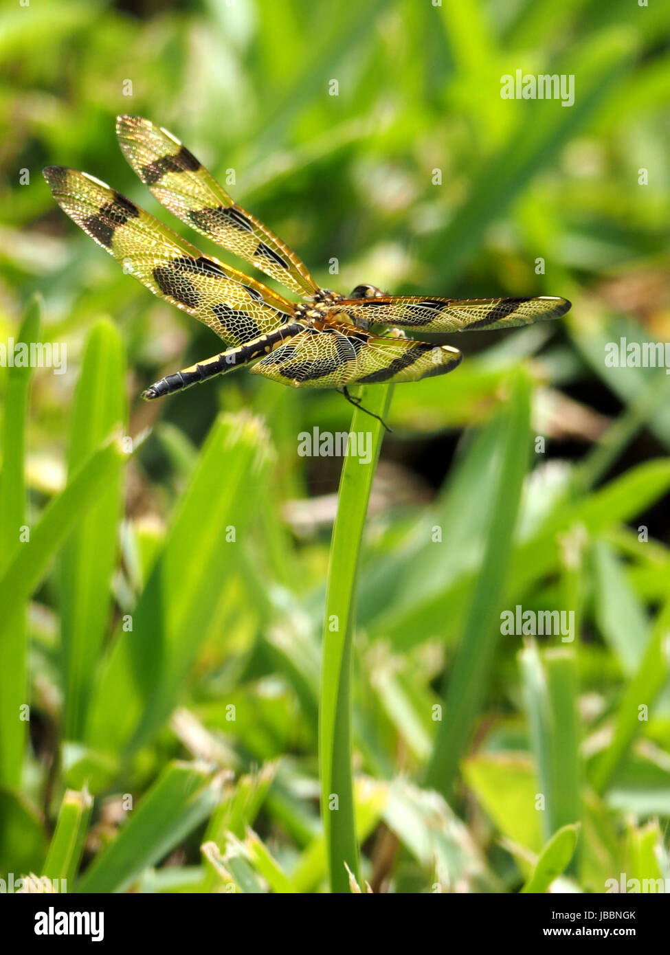 Halloween Pennant dragonfly hanging on to a stem of grass, showing off ...