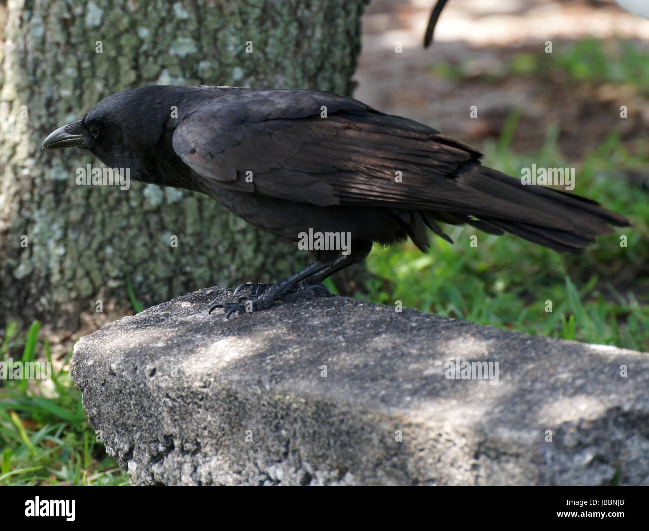 American Crow hunched down leaning forward Stock Photo - Alamy