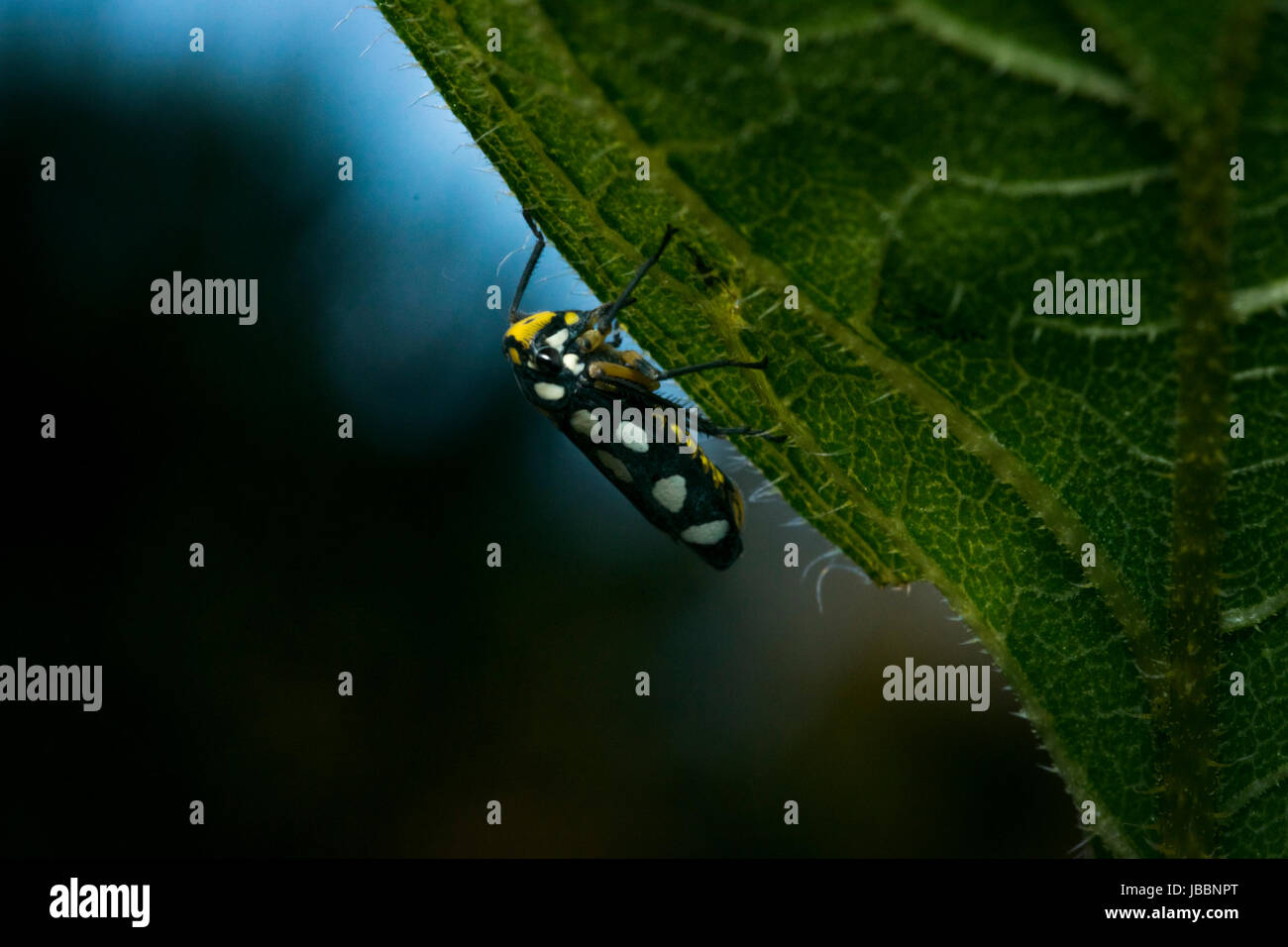 Flying bug resting on a leaf Stock Photo - Alamy