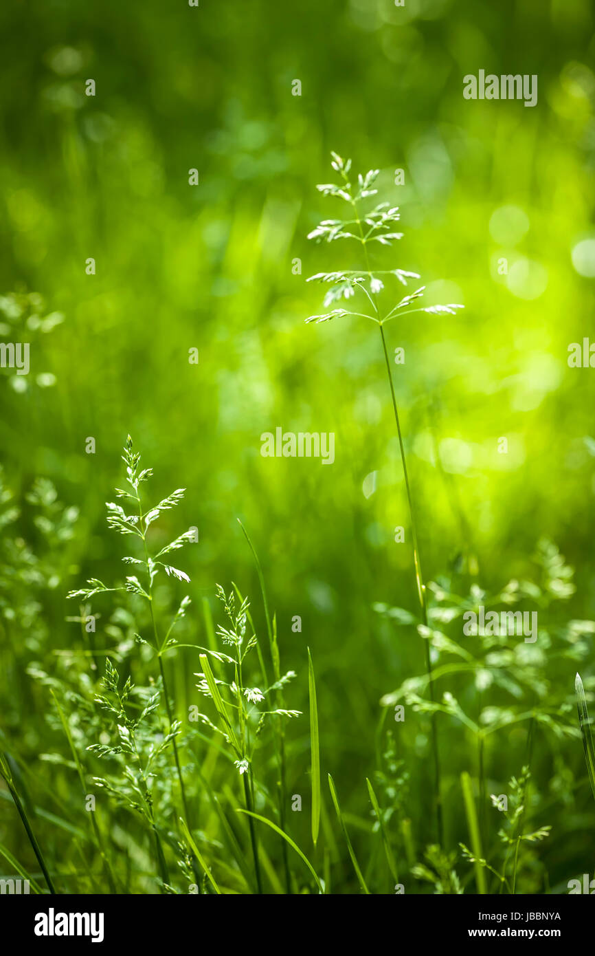 Summer flowering grass and green plants in June sunshine Stock Photo ...