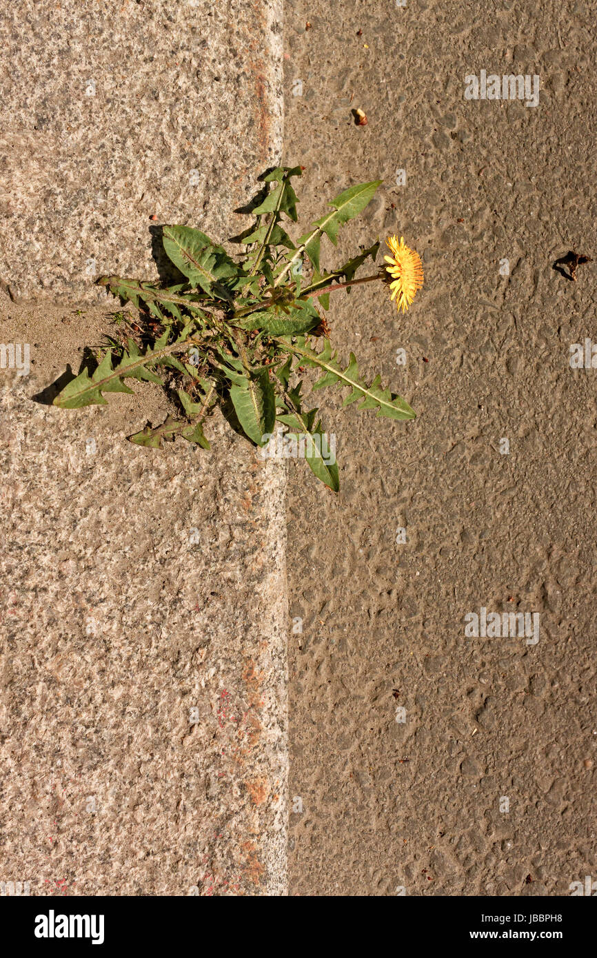 A tough dandelion grows through the pavement of the street in Tallinn ...