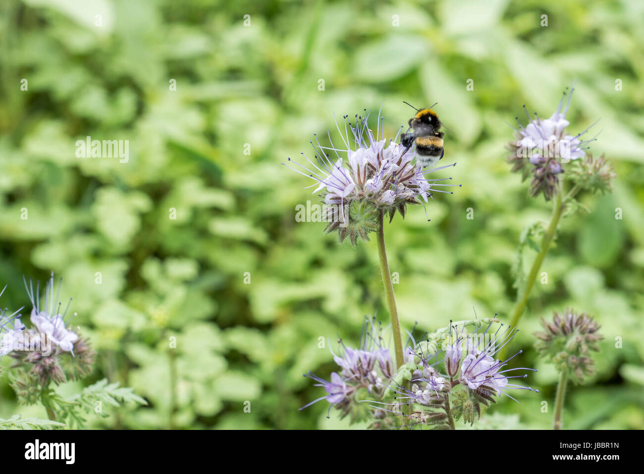bumblebee closeu bumble bee on Phacelia tanacetifolia honey plant for ...
