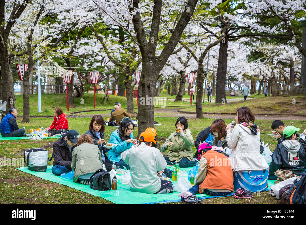 Picnic in the park and cherry blossom trees in bloom in Gappo Park ...