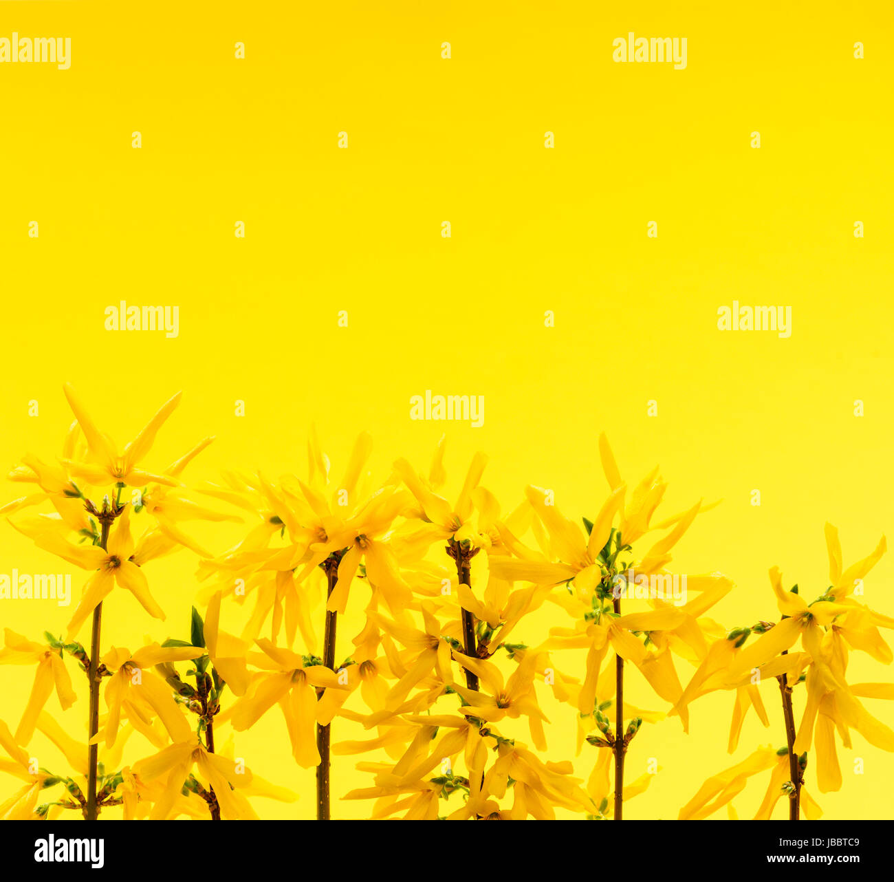 Spring yellow background with fresh forsythia flowers Stock Photo - Alamy