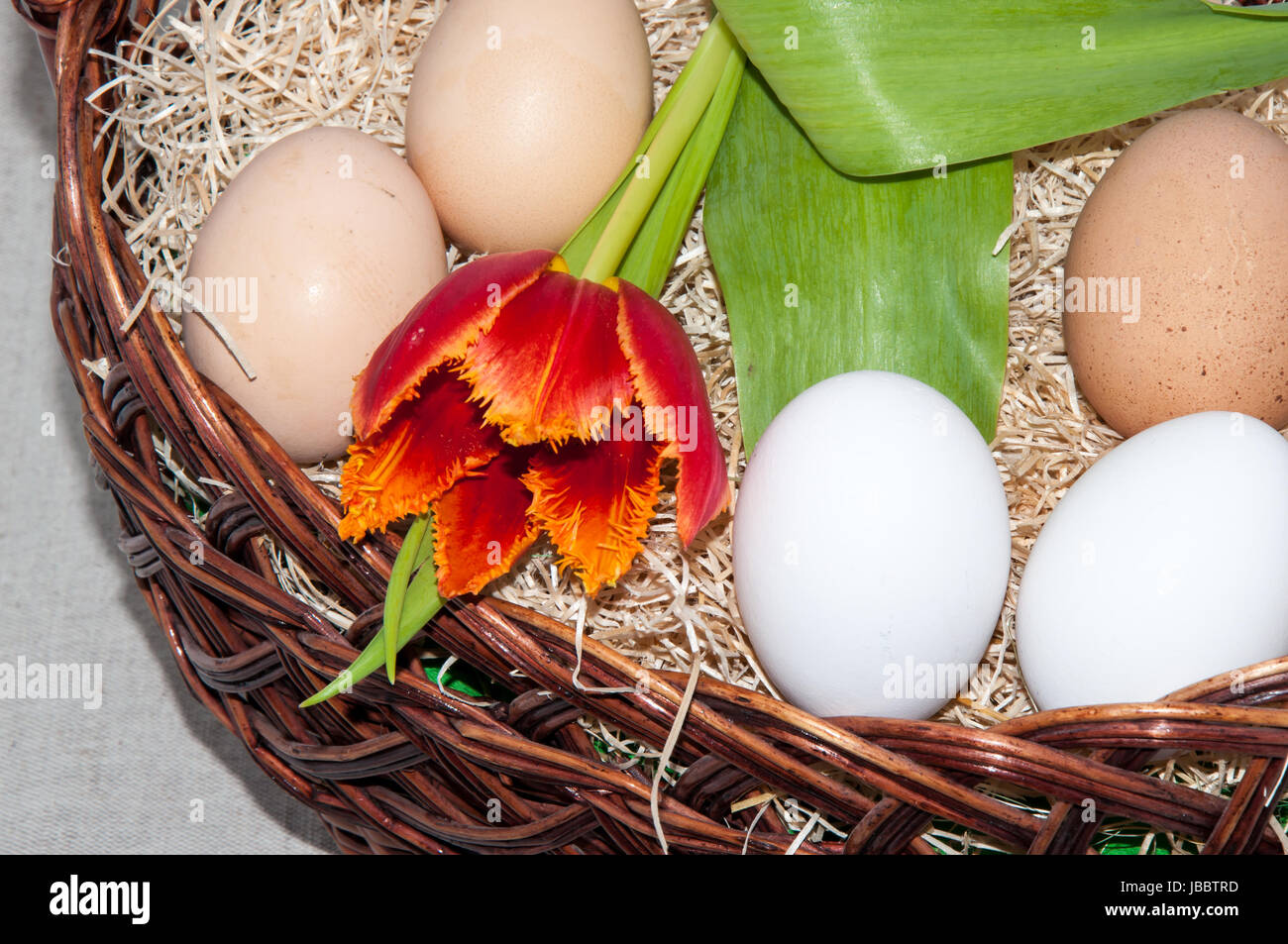 Tulip and Easter egg for the feast of the radiant resurrection of ...