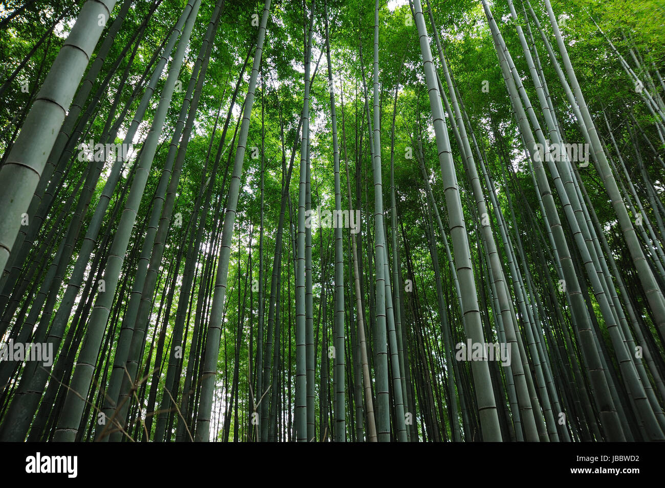 Asian Bamboo Forest Stock Photo - Alamy