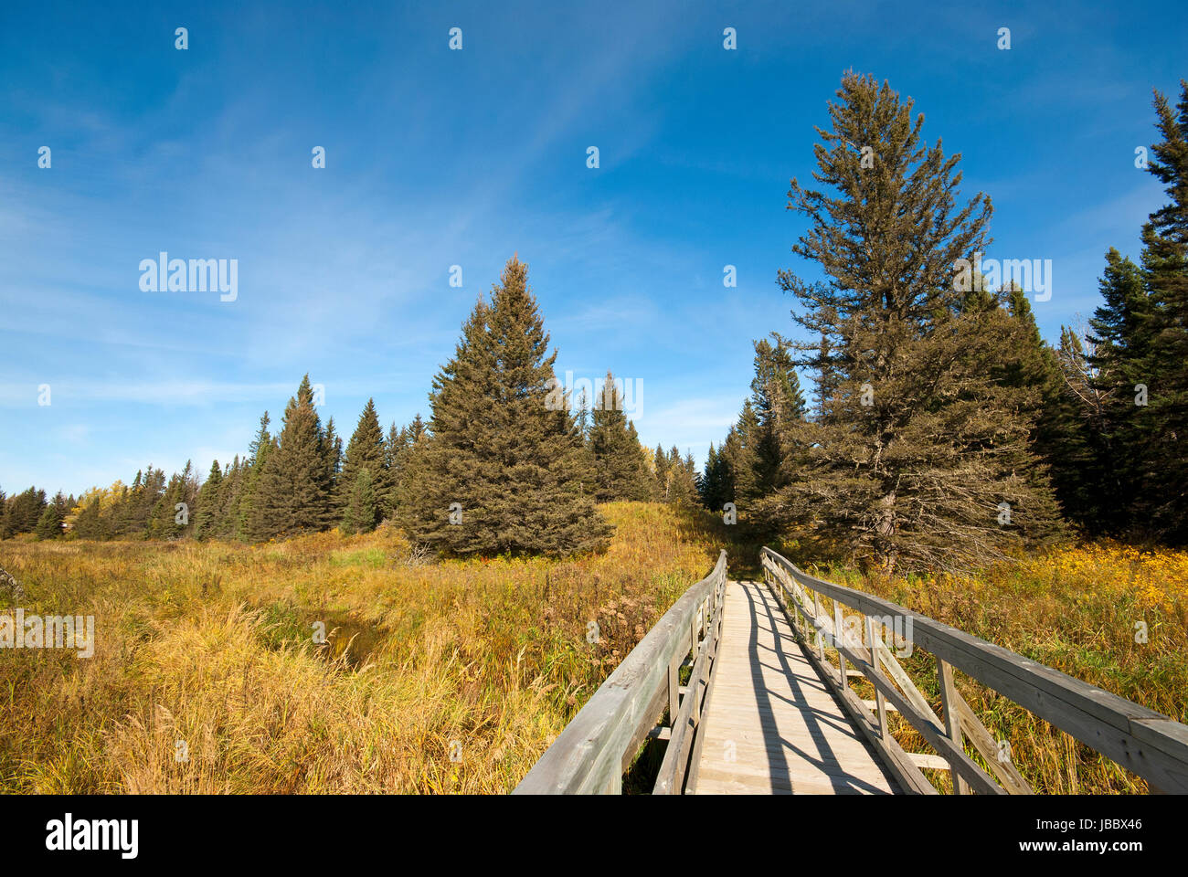 Wooden path along the Boreal Trail in Riding Mountain National Park ...