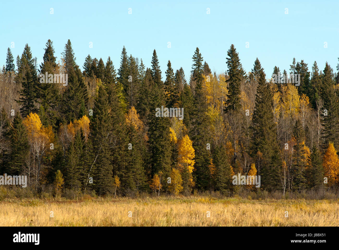 Fall foliage in the Riding Mountain National Park, Manitoba, Canada ...