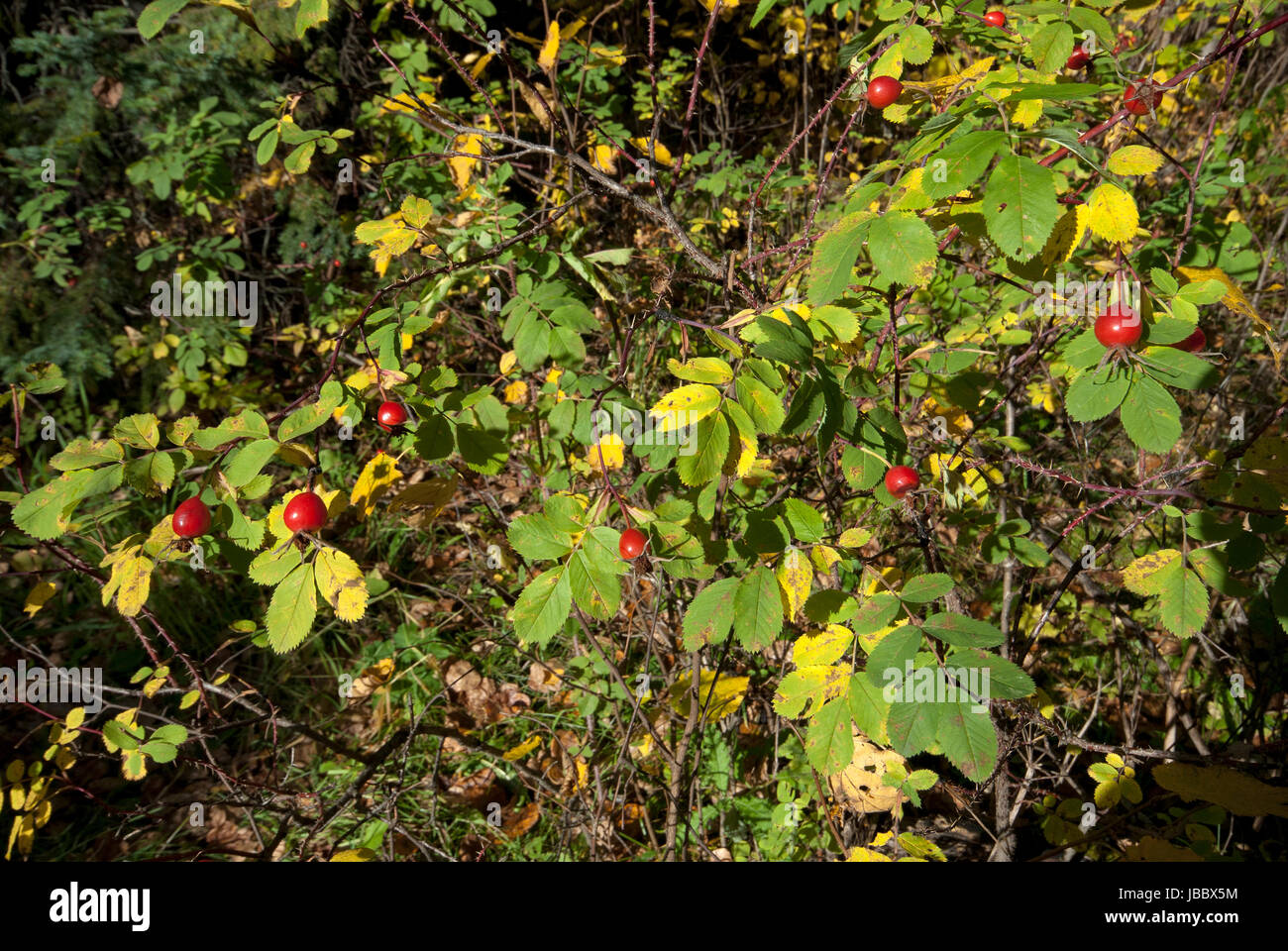 Dog rose berries (Rosa canina), Riding Mountain National Park, Manitoba ...