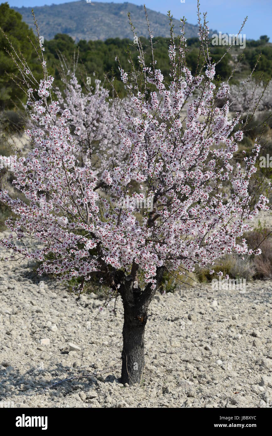 mandelum flower in spain Stock Photo - Alamy
