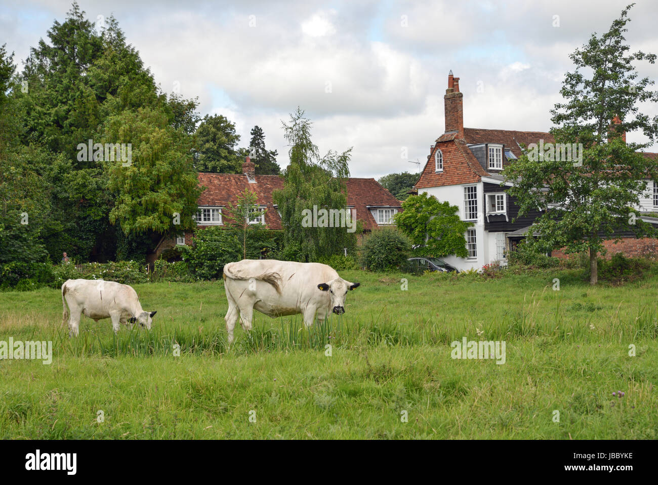 Farm animals field hi-res stock photography and images - Alamy