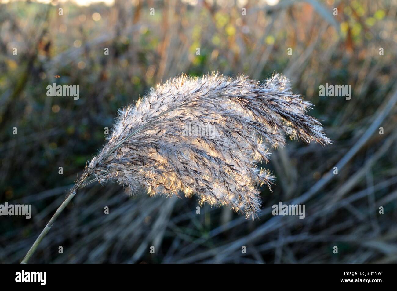Phragmites Australis Seeds