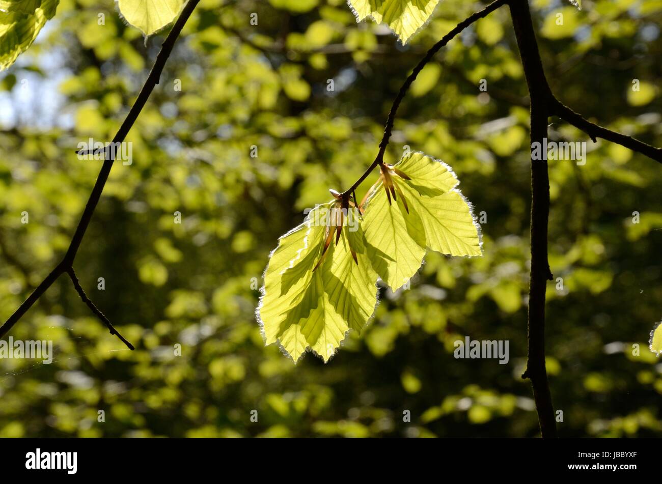 beech leaves close up back lit in spring beech tree Fagus sylvatica ...