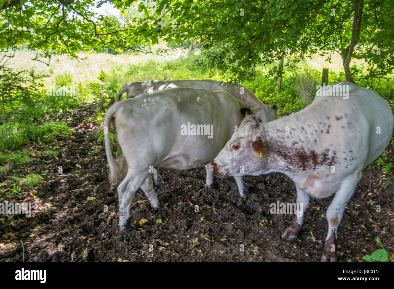 Cattle stock farming hi-res stock photography and images - Alamy