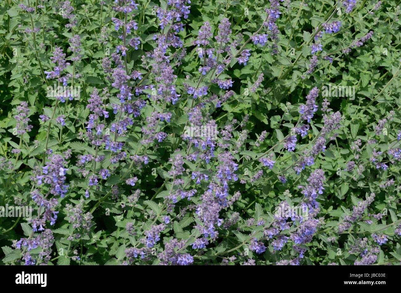 Blue nepeta hi-res stock photography and images - Alamy