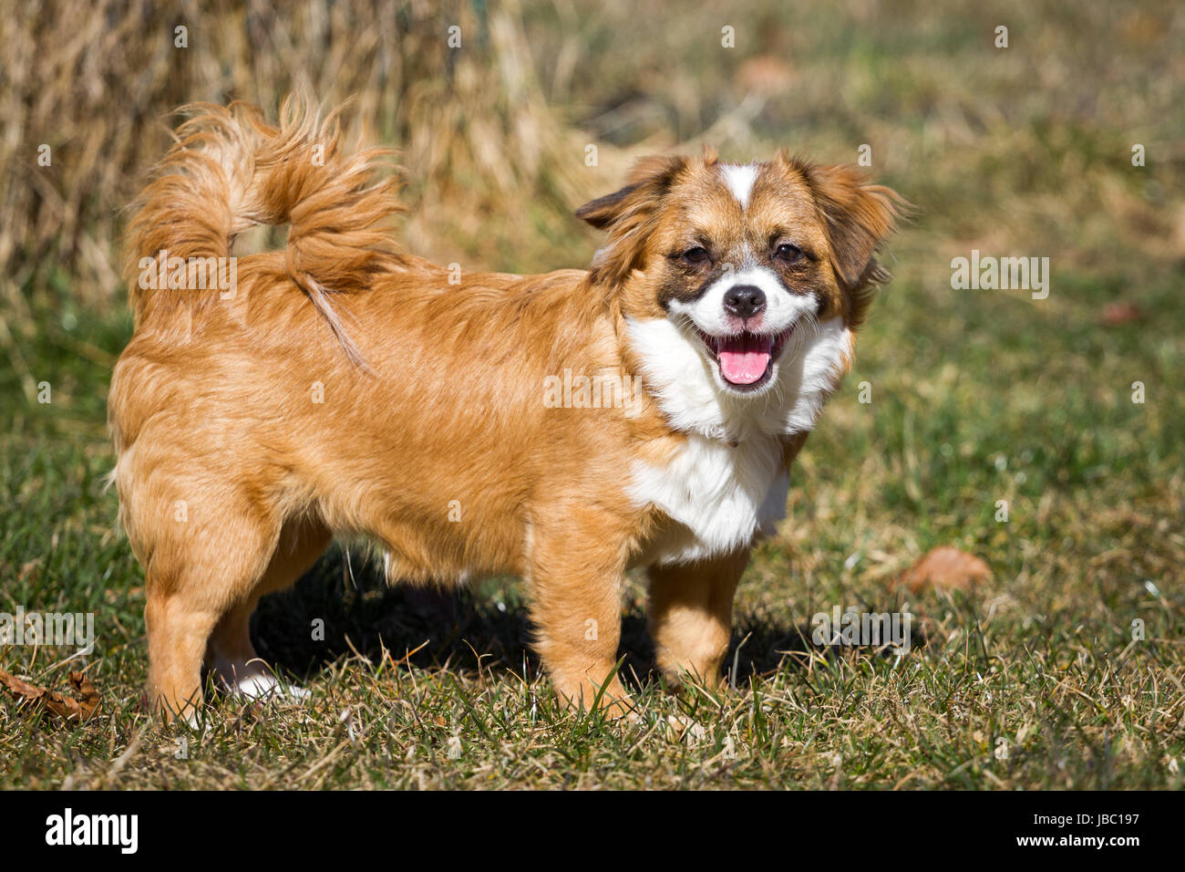 Tierportrait von einem Kleinen Hund der komplett im Profil der Kamera ...