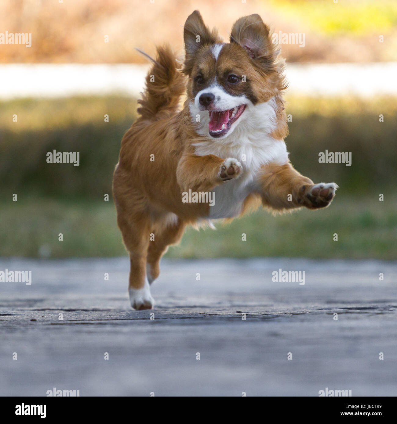 Toben hi-res stock photography and images - Alamy