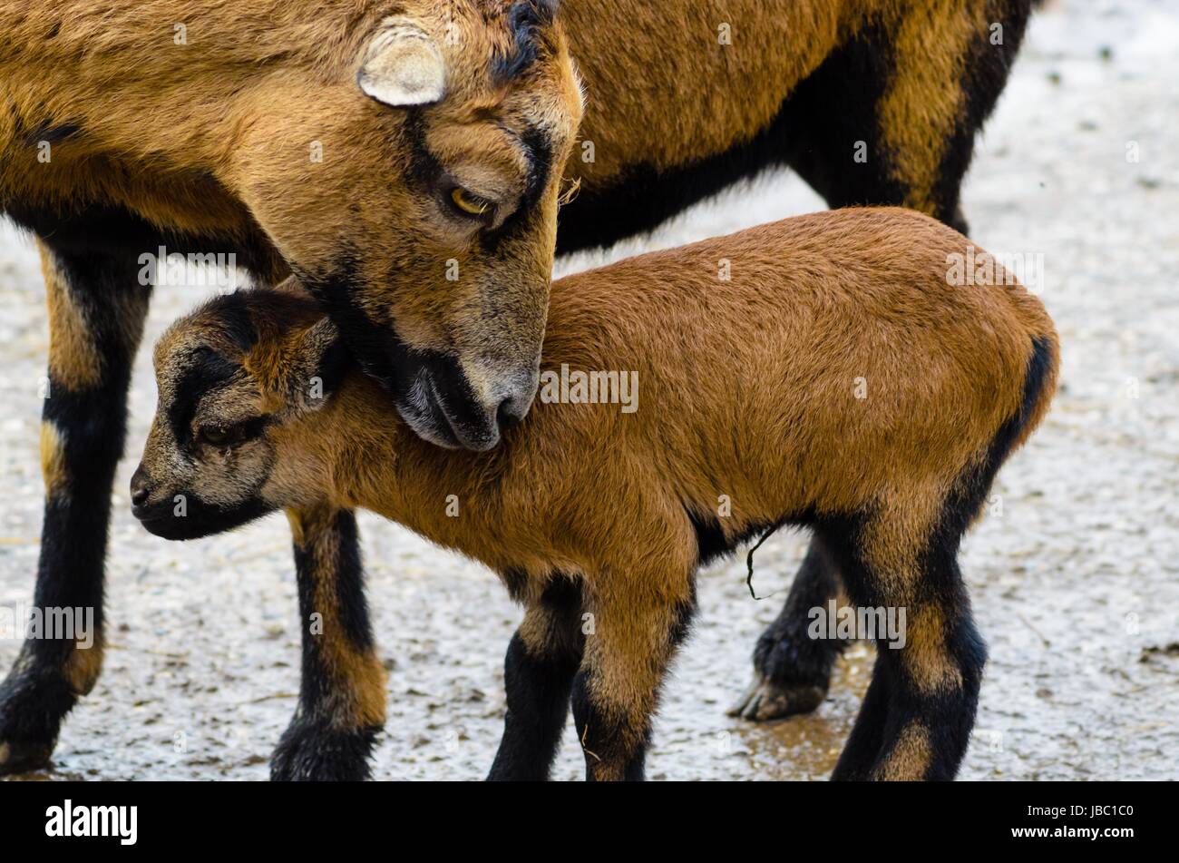 Geis mit Kitz Stock Photo - Alamy