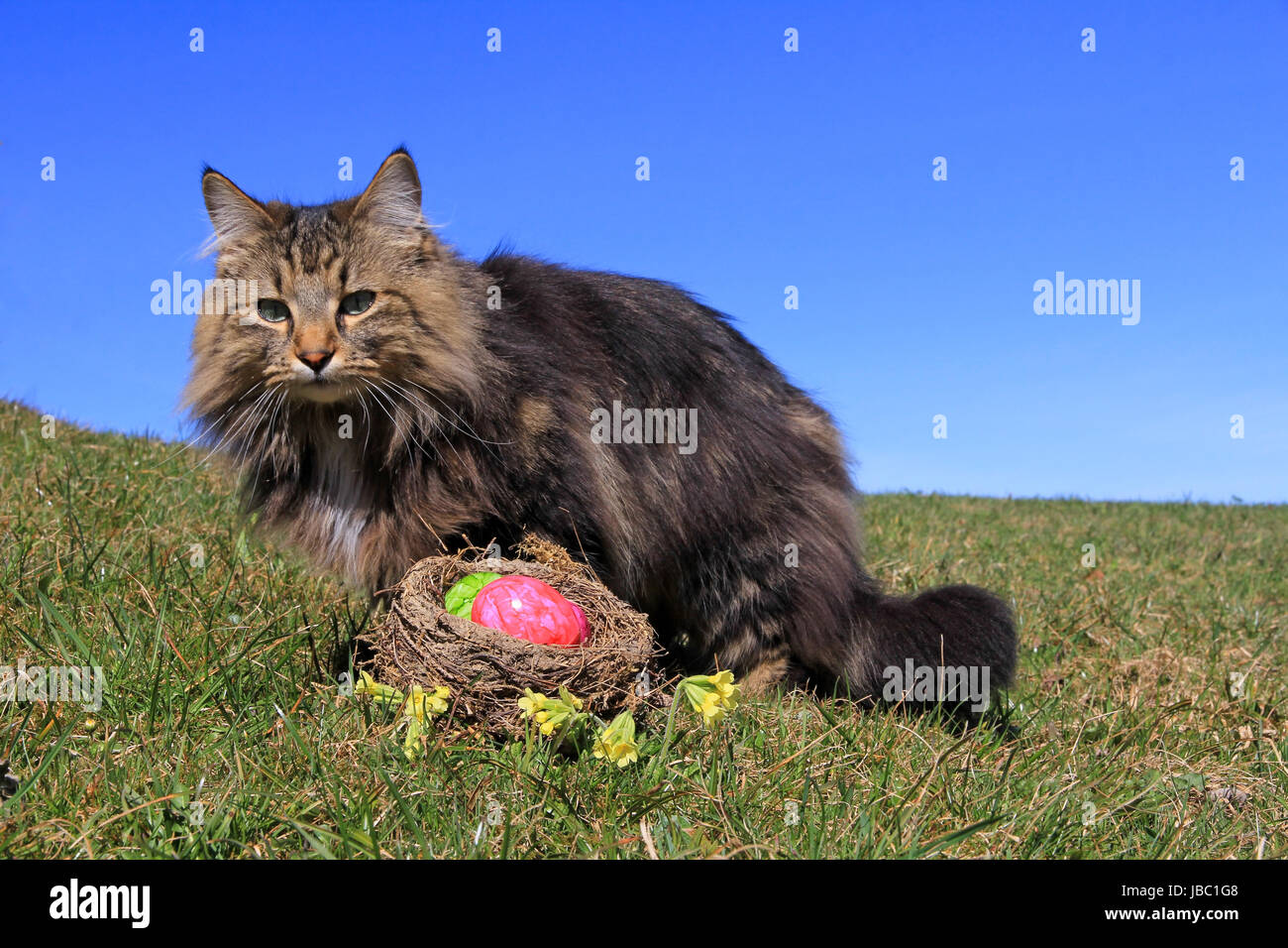 an exceptional osterhase Stock Photo - Alamy