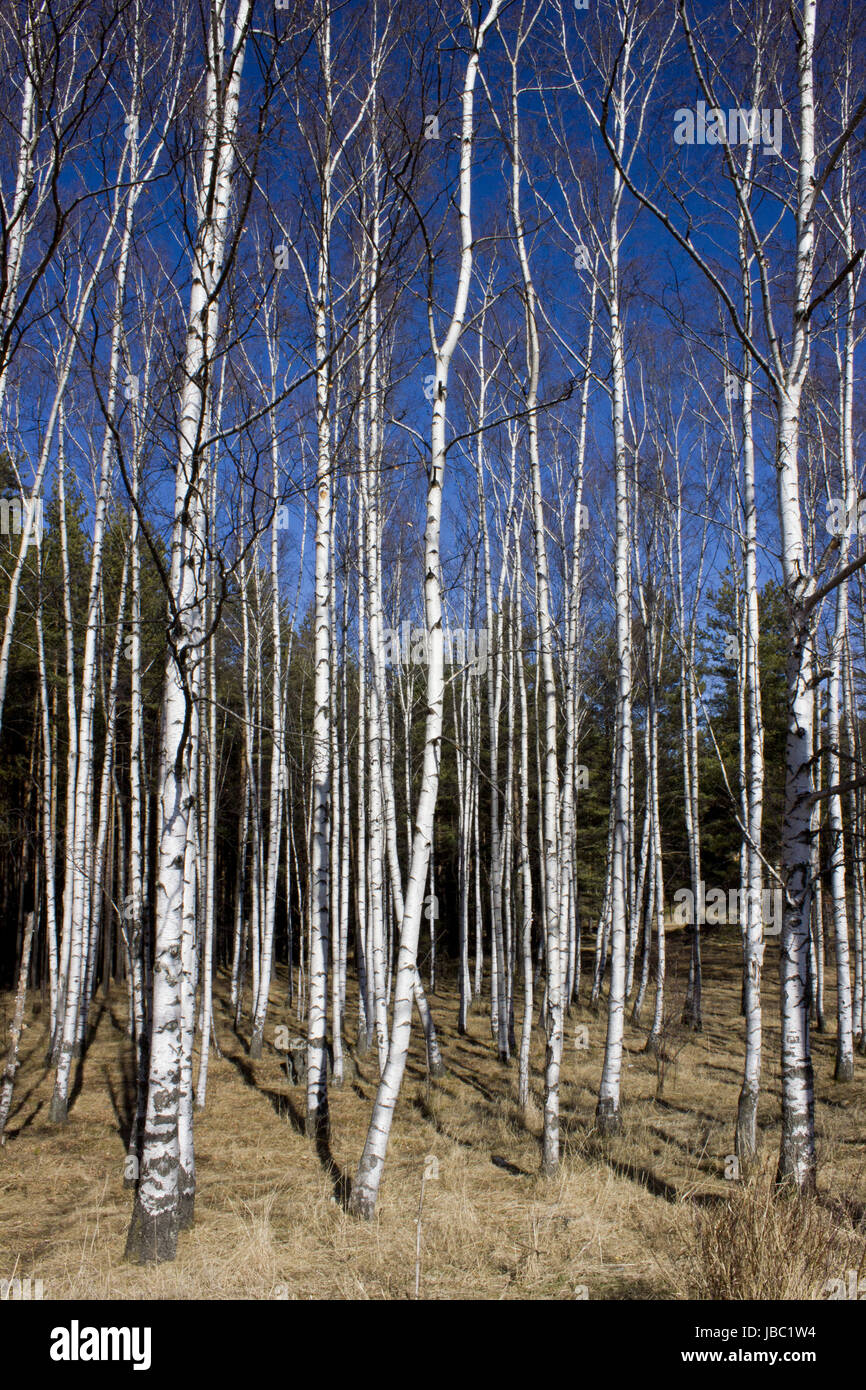 Britch hi-res stock photography and images - Alamy