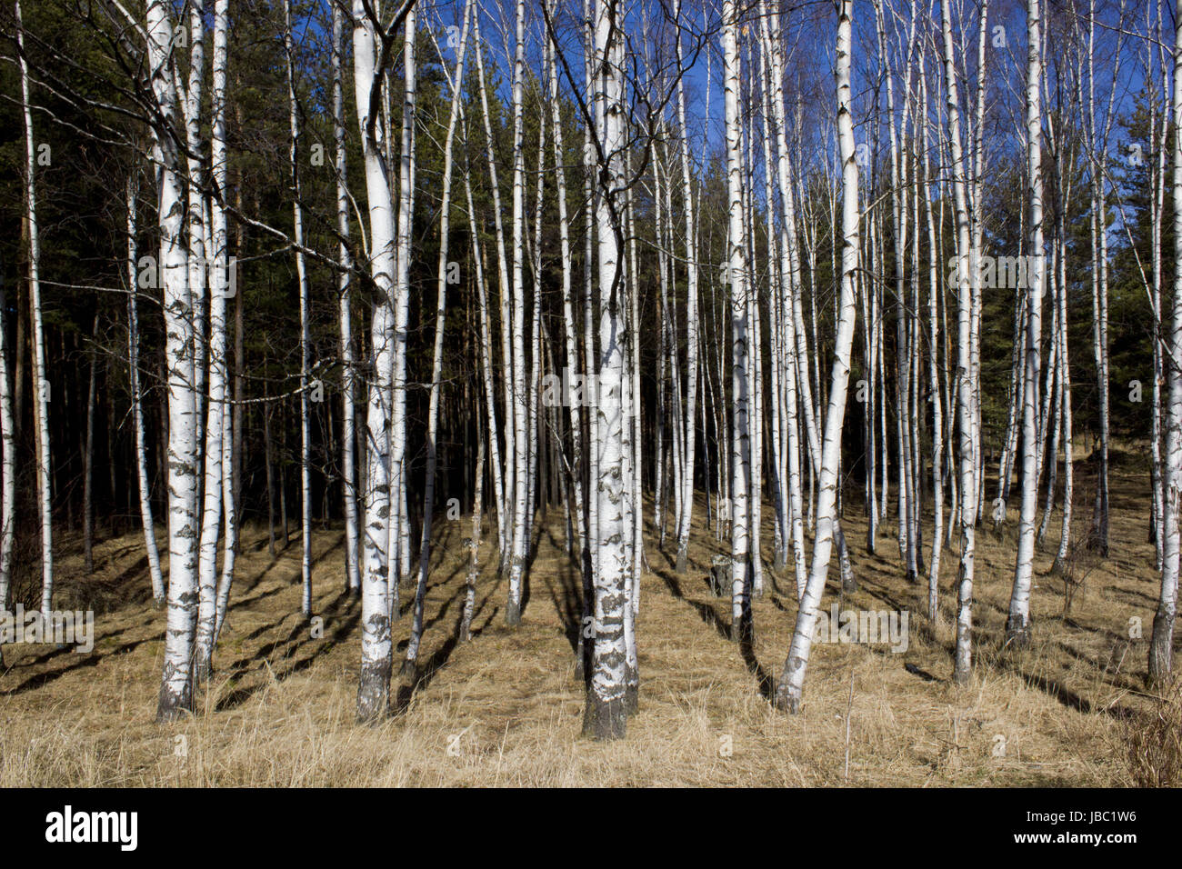 Britch tree forest at spring time Stock Photo - Alamy