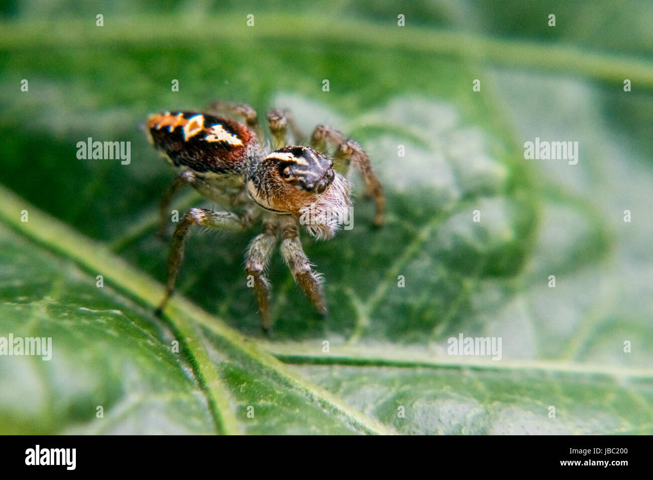 Jumping spider walking on a tree leaf Stock Photo - Alamy