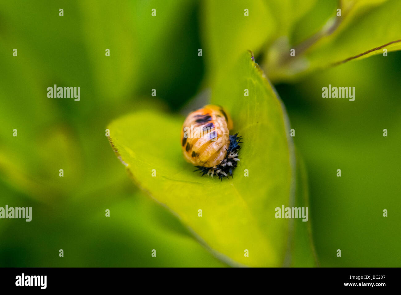 Lady beetle larvae hi-res stock photography and images - Alamy