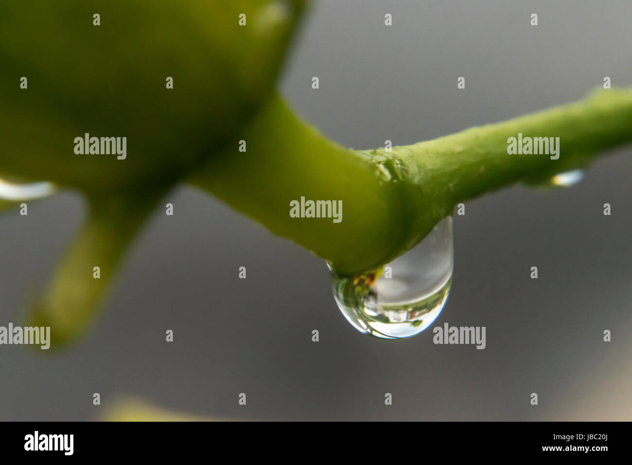 Water drop hanging from a plant branch Stock Photo - Alamy