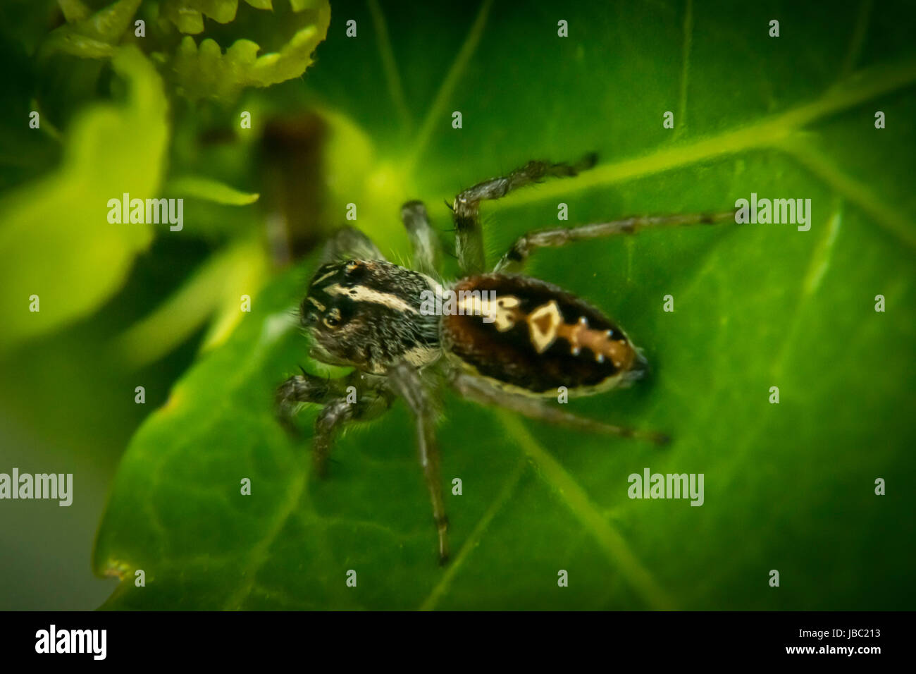 Little jumping spider on a tree leaf Stock Photo - Alamy