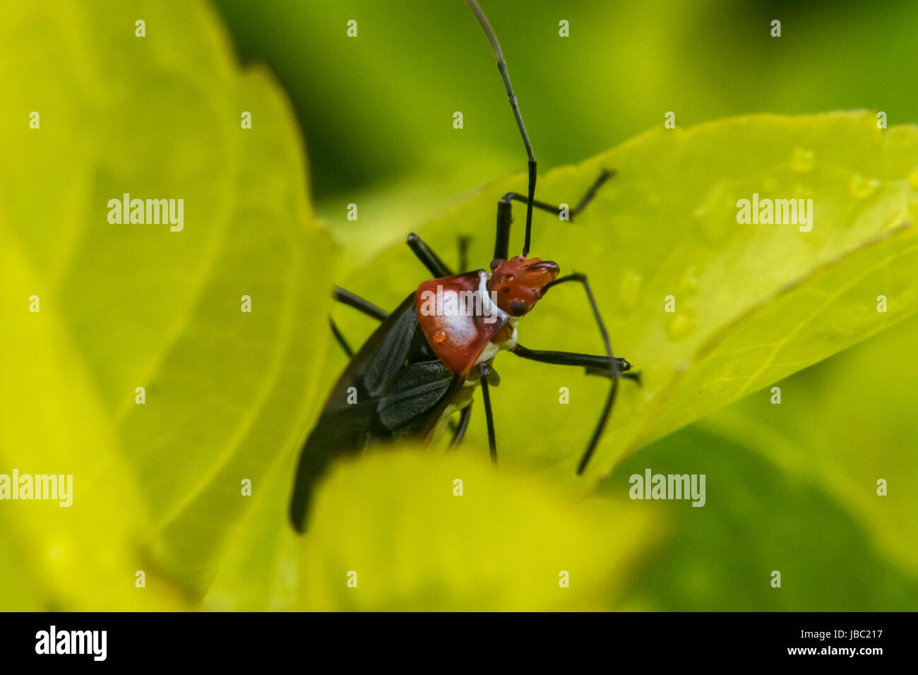 Lygaeidae hi-res stock photography and images - Alamy