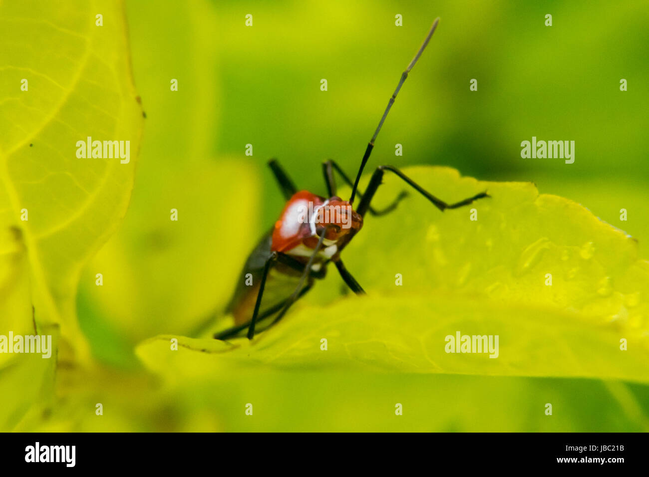 Lygaeidae hi-res stock photography and images - Alamy