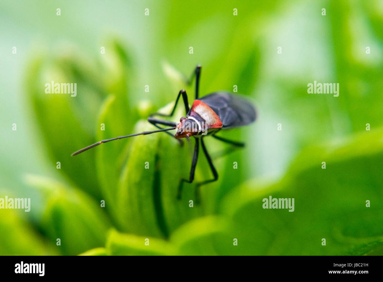 Lygaeidae hi-res stock photography and images - Alamy