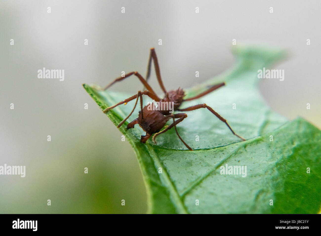 Leaf cutter ant hi-res stock photography and images - Alamy