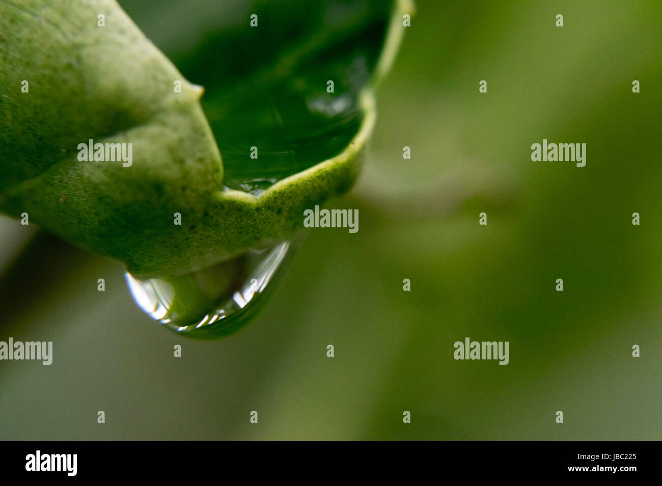 Water droplet falling from a leaf hi-res stock photography and images ...