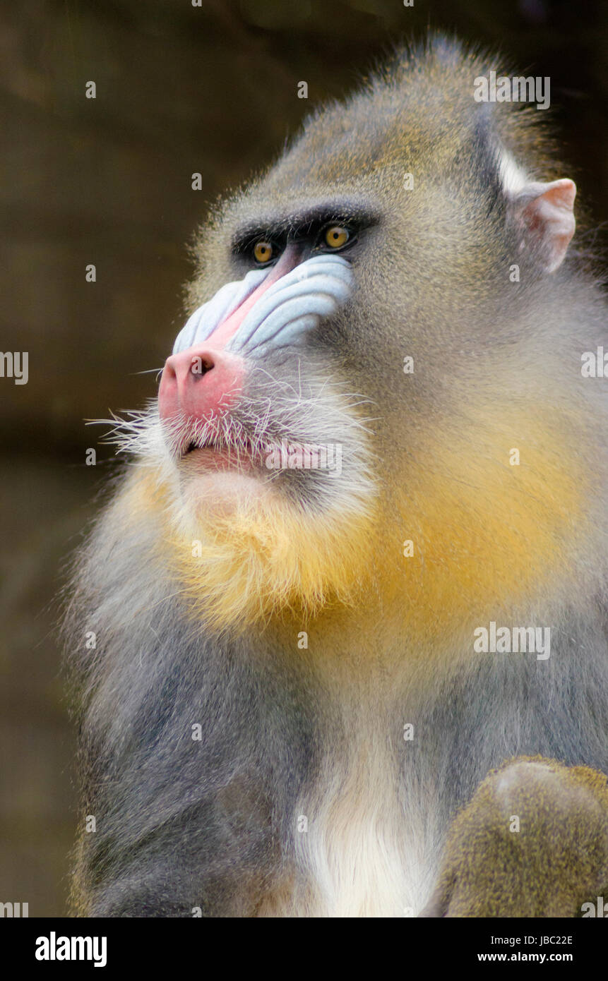 Monkey nostrils hi-res stock photography and images - Alamy