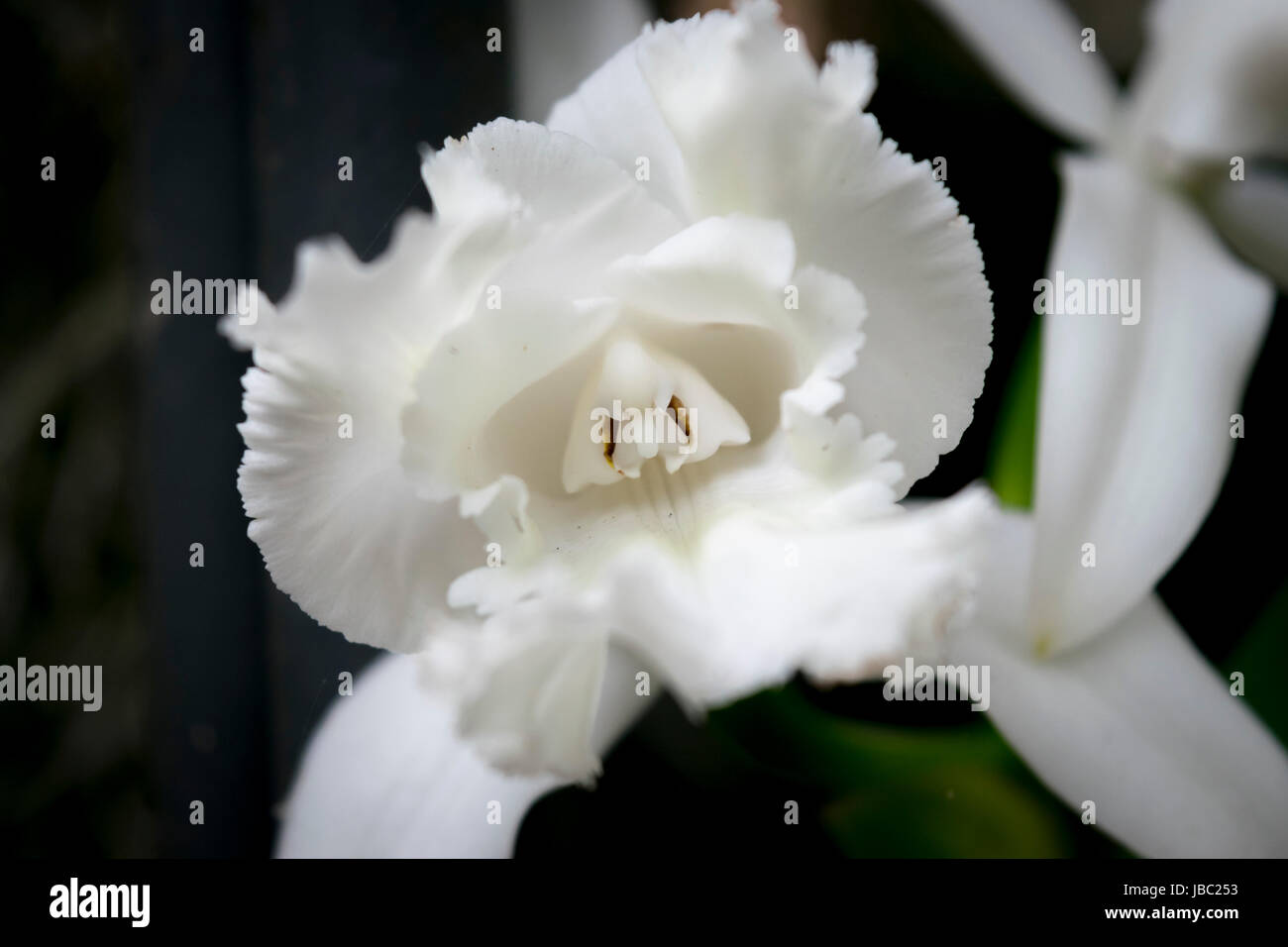 Little white orchid showing flower stamen Stock Photo - Alamy