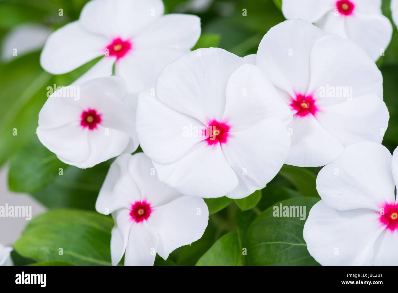 White periwinkles blooming Stock Photo - Alamy