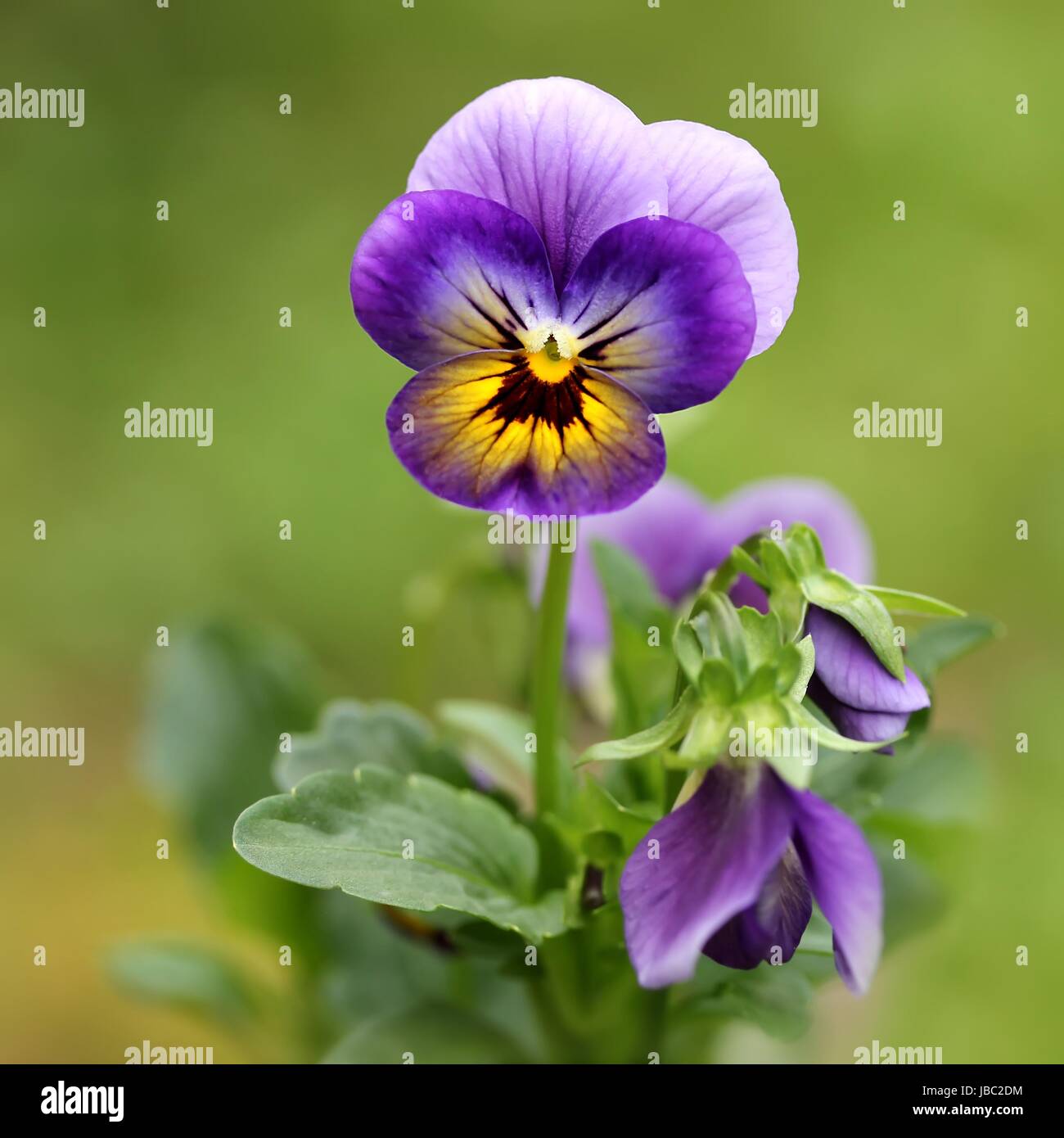 Pansy deep orange hi-res stock photography and images - Alamy