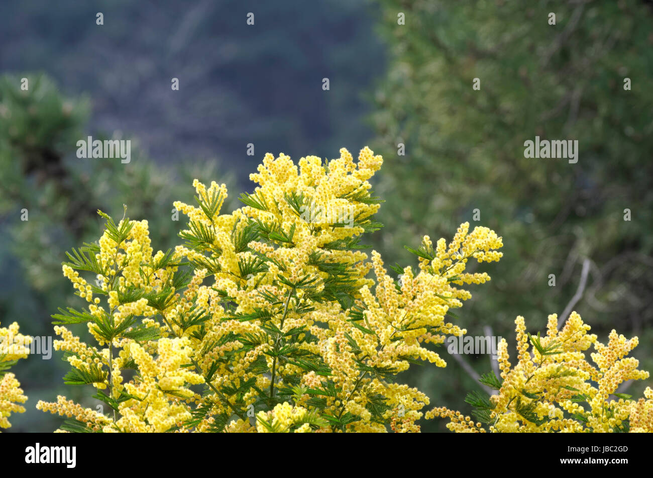 flower of ginestra in a garden in la spezia Stock Photo - Alamy