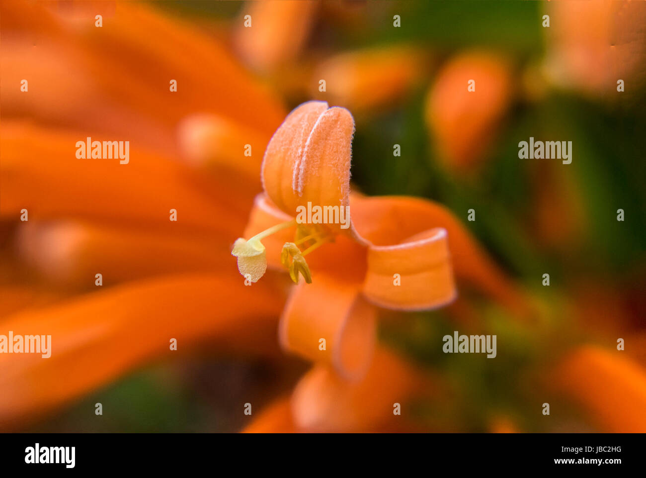 Orange color flower with stamen Stock Photo - Alamy