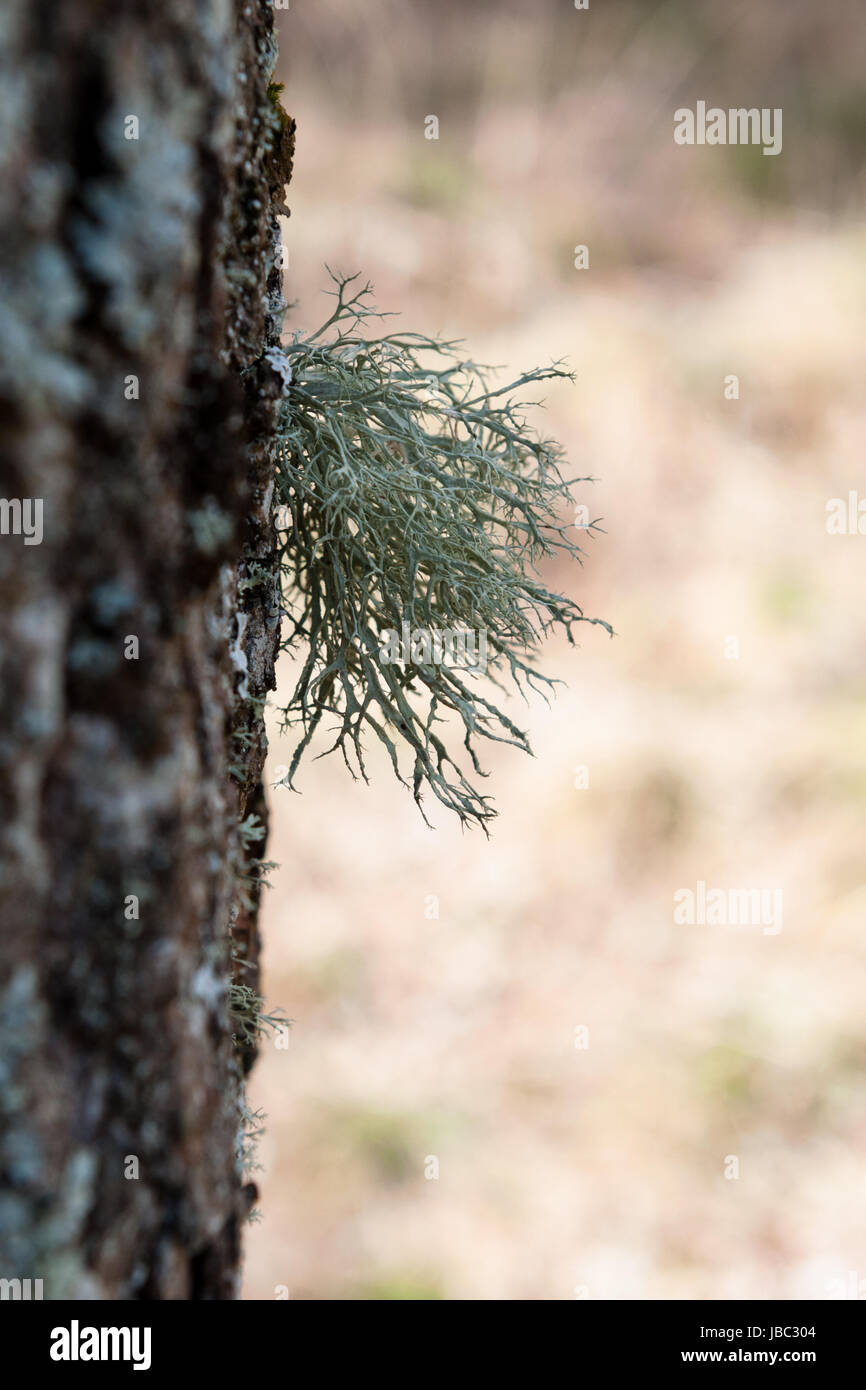 Beard Lichen hanging from a tree Stock Photo - Alamy