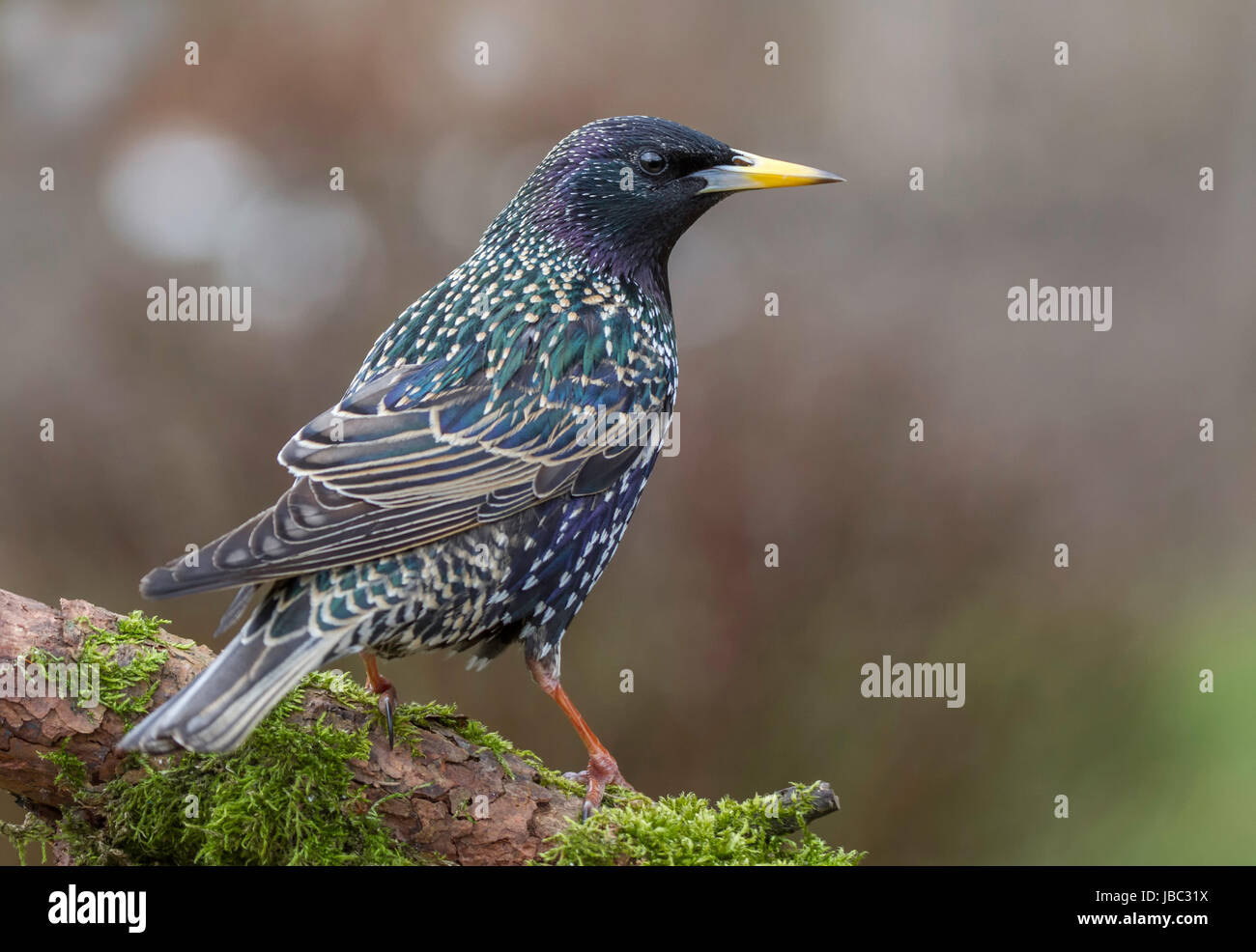 Gardens birds hi-res stock photography and images - Alamy