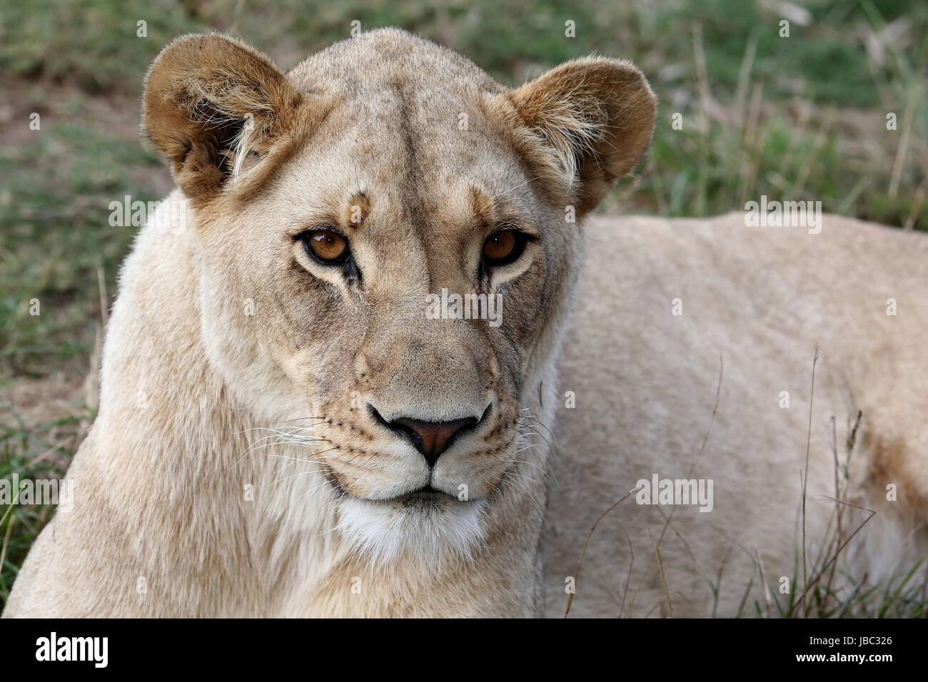 Amber eyes lion hi-res stock photography and images - Alamy