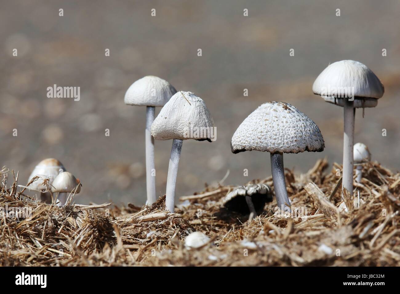 Elephant Dung Mushrooms Many White Mushrooms Grow From Asian Elephant