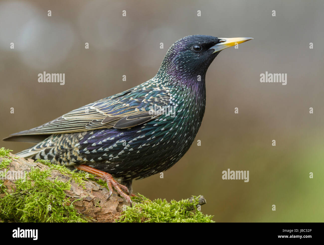 Gardens birds hi-res stock photography and images - Alamy