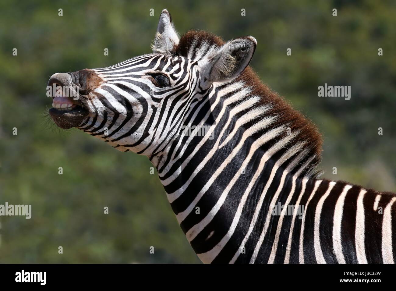 Curled lip hi-res stock photography and images - Alamy