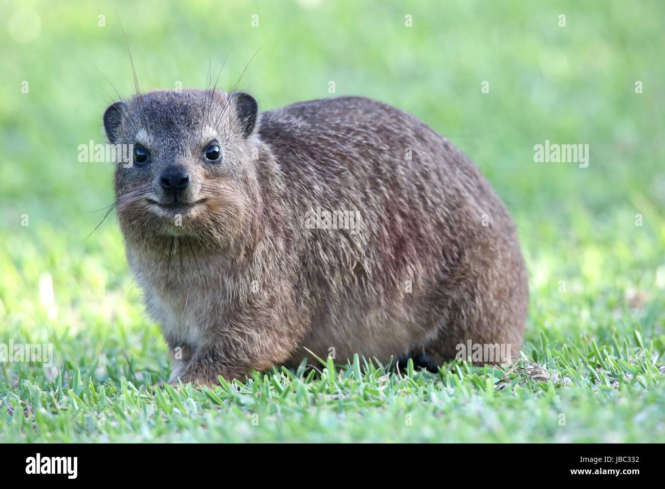 Cute Hyrax or Rock Rabbit from South Africa also called Dassie Stock ...