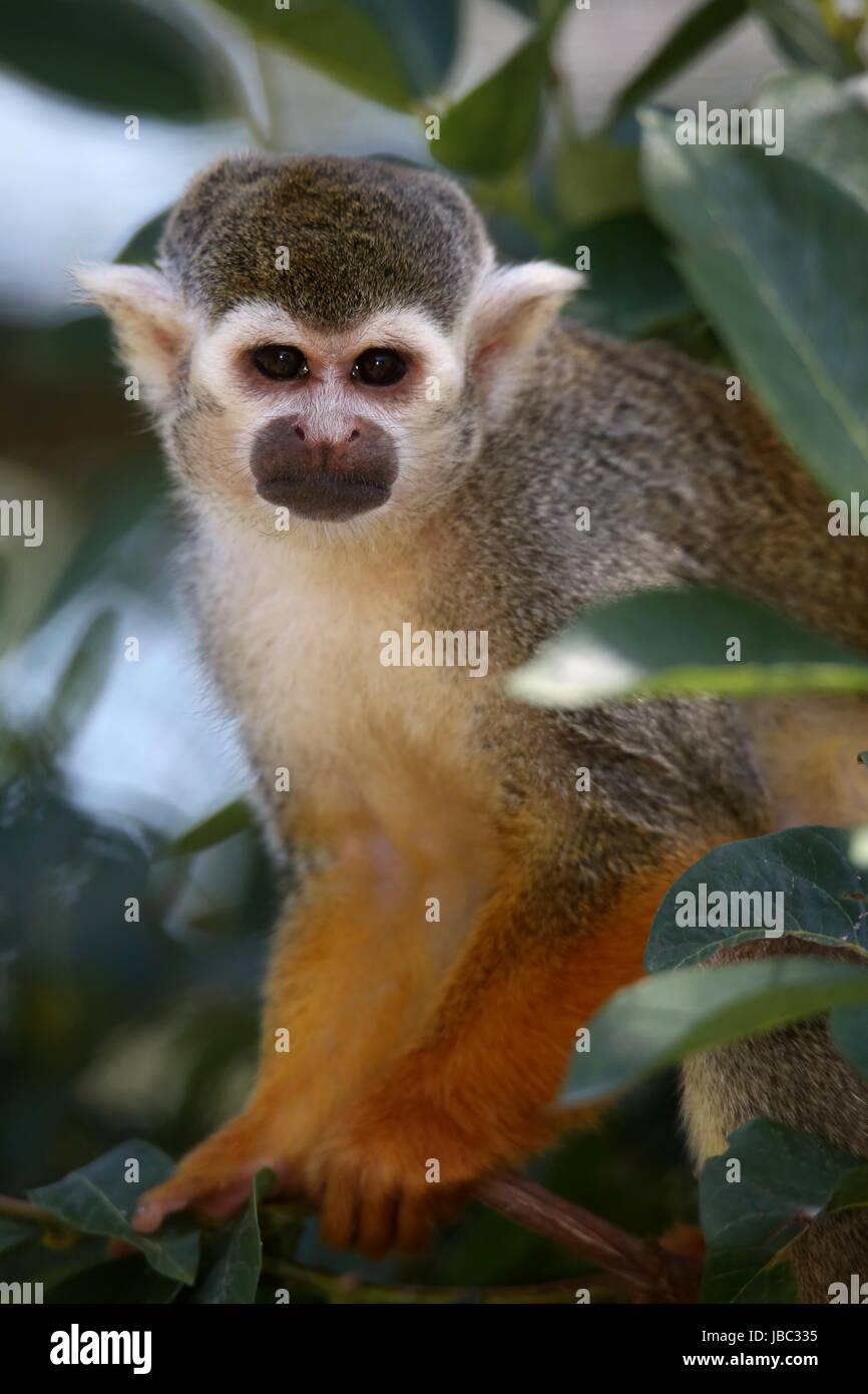 Cute squirrel monkey looking out between the leaves of a tree Stock ...